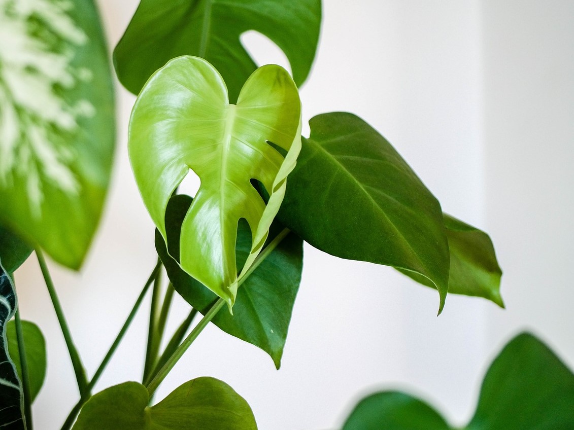 観葉植物を美しく育てるためのLEDライトの選び方 ｜ コラム ｜ セイコーエコロジア